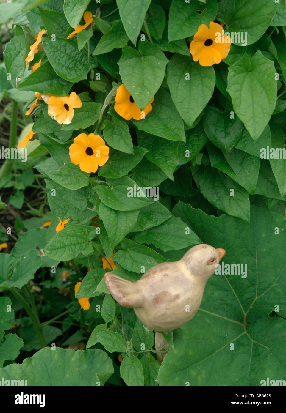 china bird on bamboo cane in vegetable patch Stock Photo - Alamy