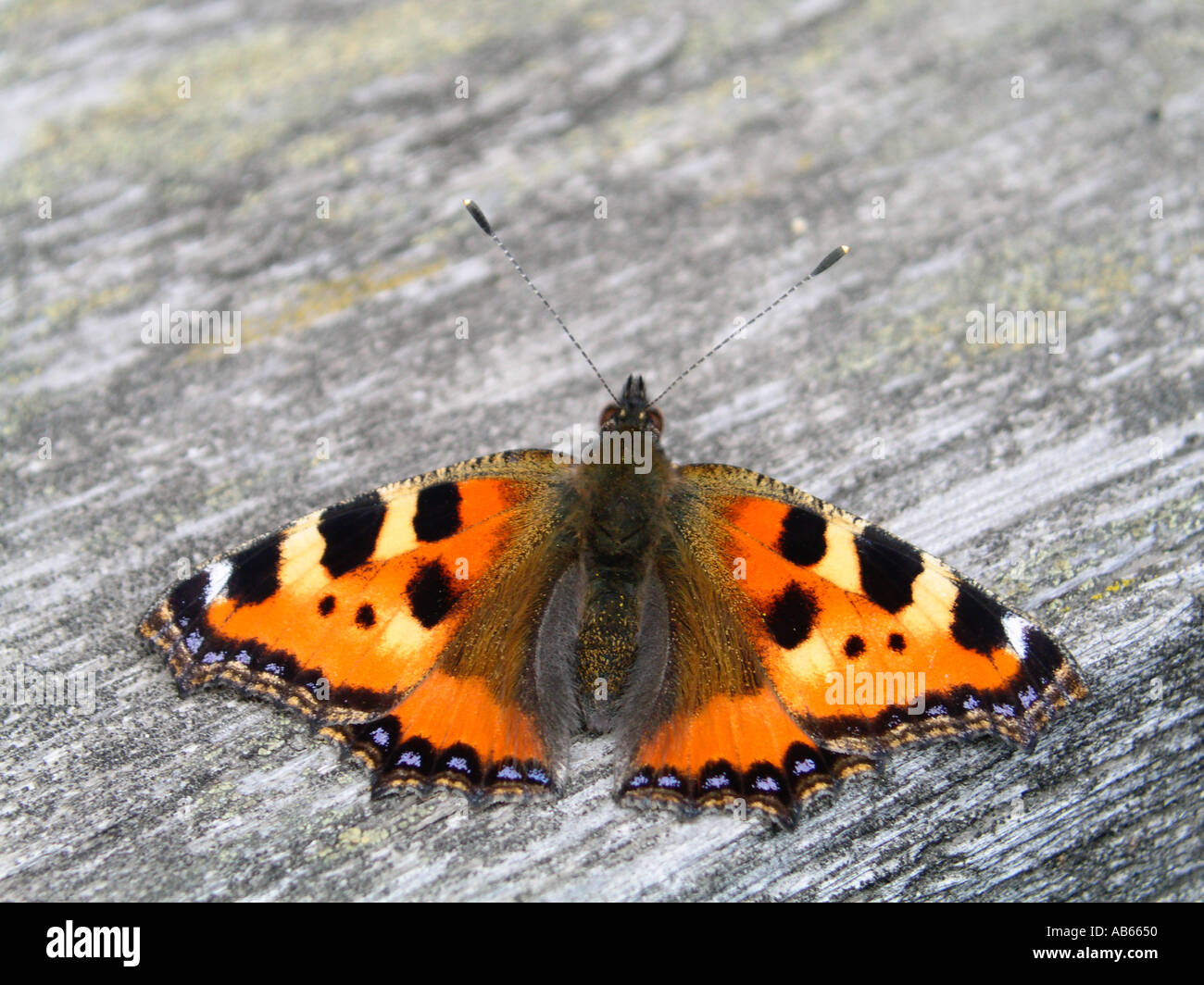 Little tortoiseshell hi-res stock photography and images - Alamy