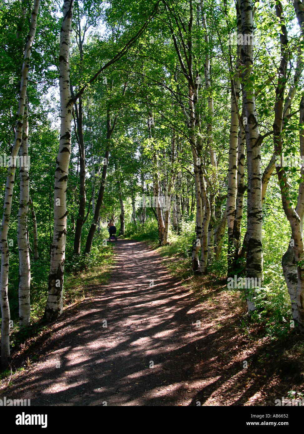pathway into forest Stock Photo - Alamy
