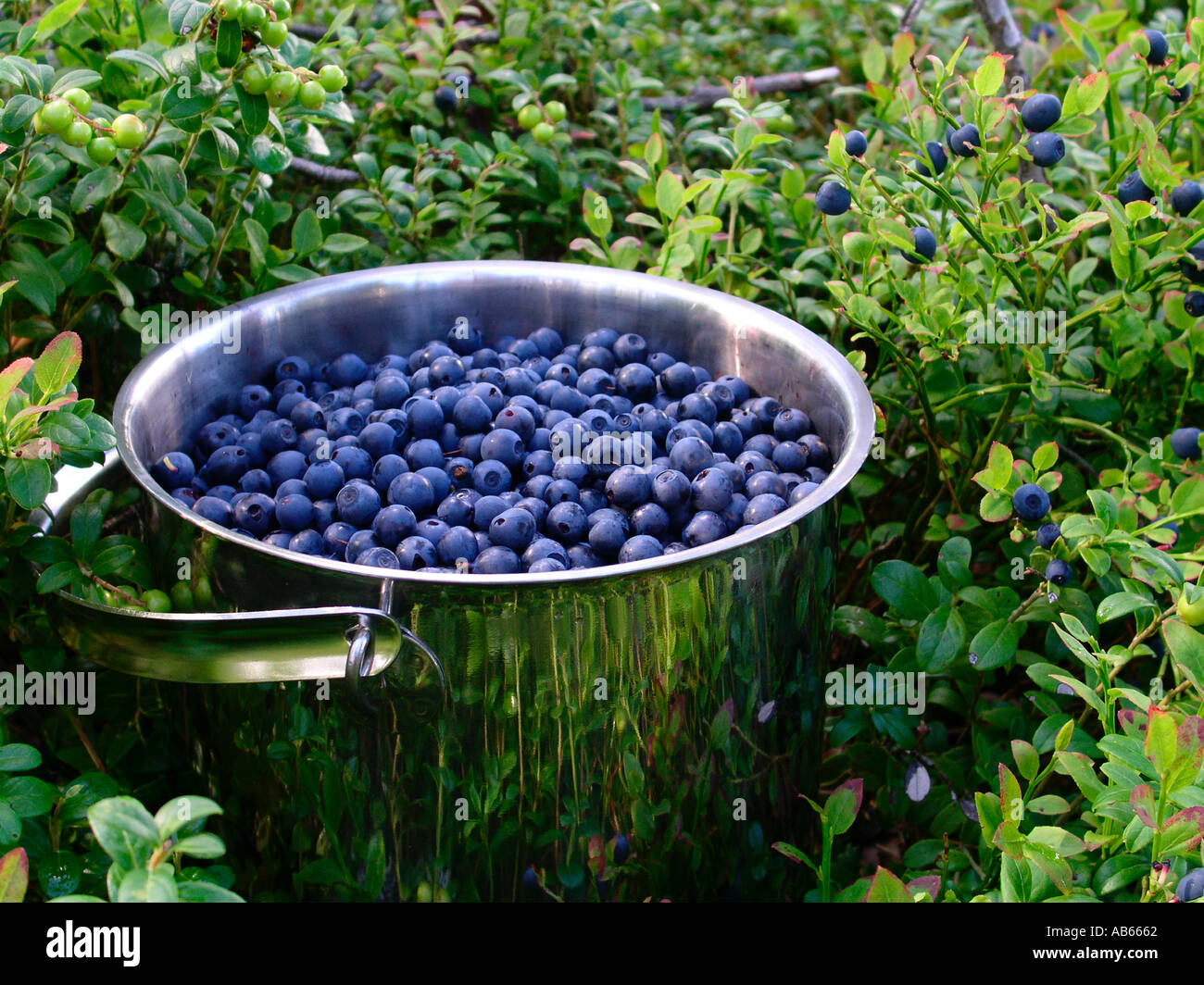 Picking wild blueberries in forest hi-res stock photography and images ...