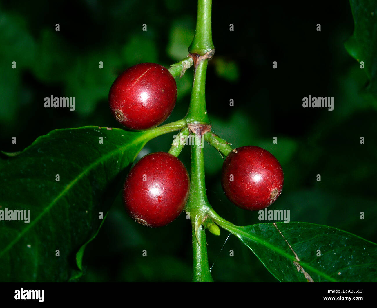 coffee bean berries Stock Photo - Alamy