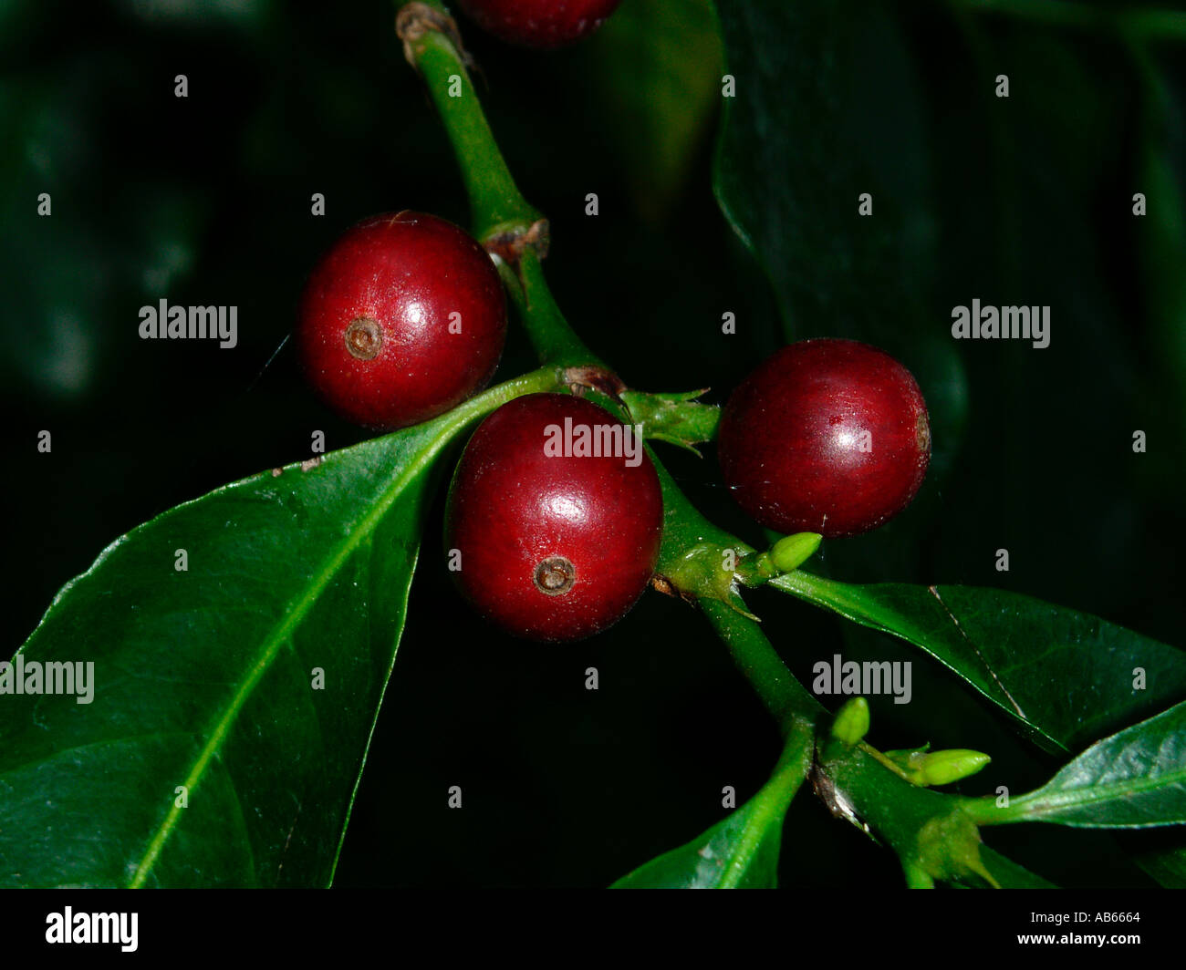 coffee bean berries Stock Photo - Alamy