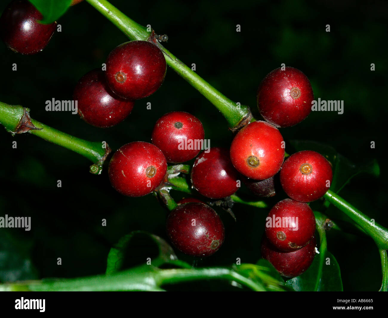 coffee bean berries Stock Photo - Alamy