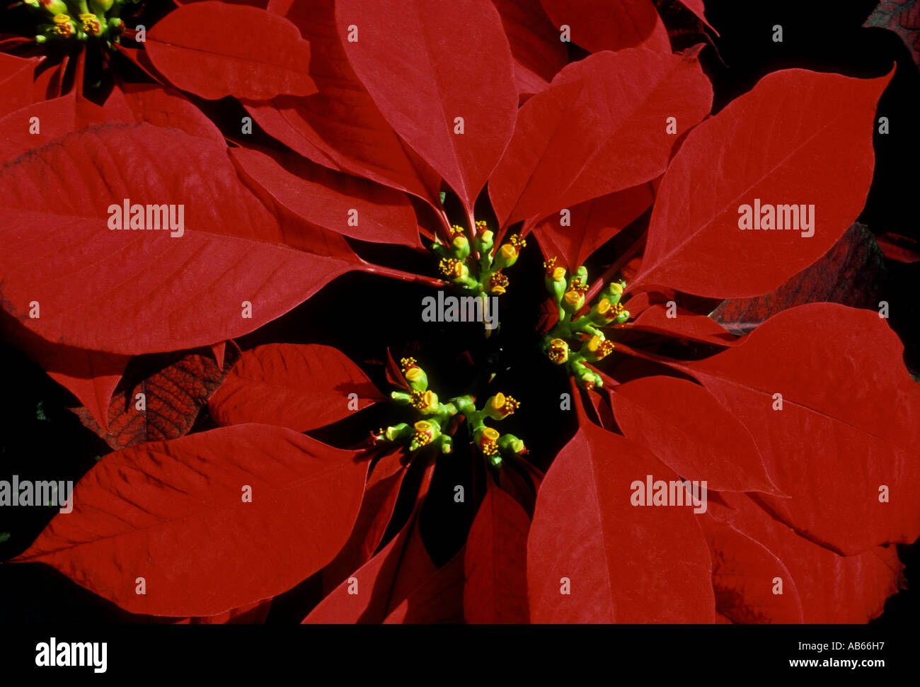 Noche buena flower hi-res stock photography and images - Alamy