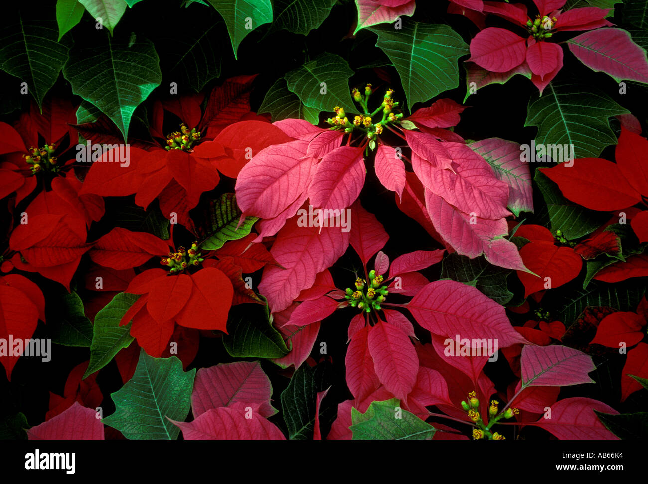 Noche buena flower hi-res stock photography and images - Alamy