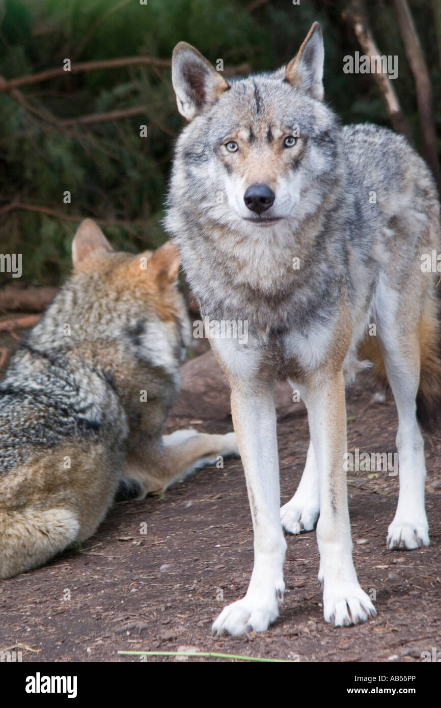 Gray Wolf (Canis lupus Stock Photo - Alamy