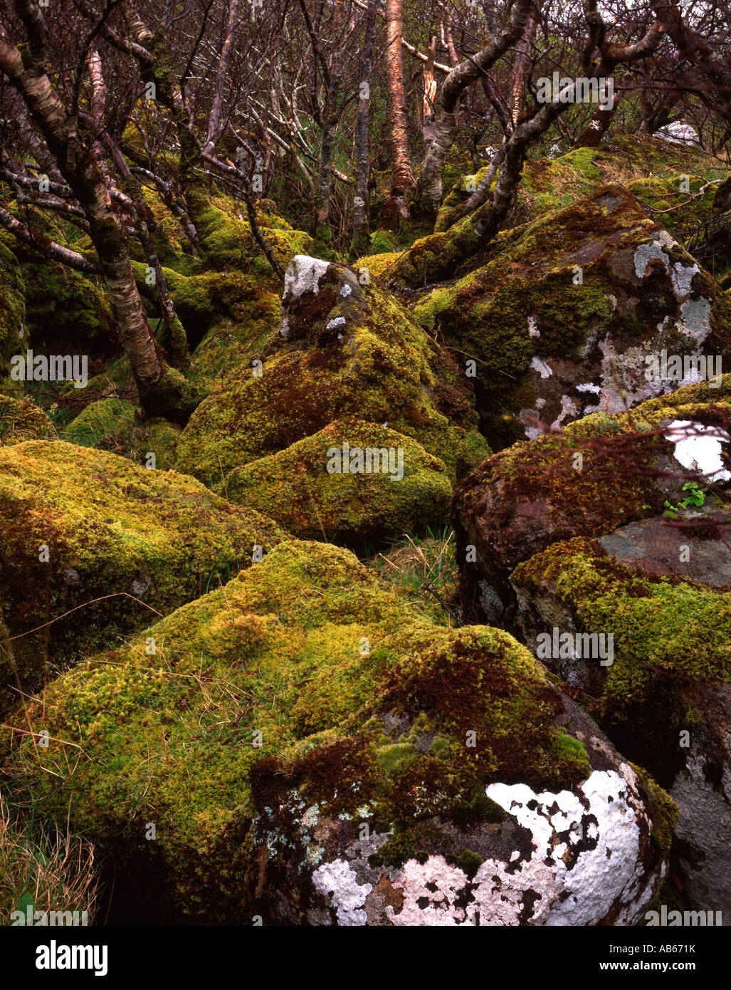 Hazel scrub hi-res stock photography and images - Alamy