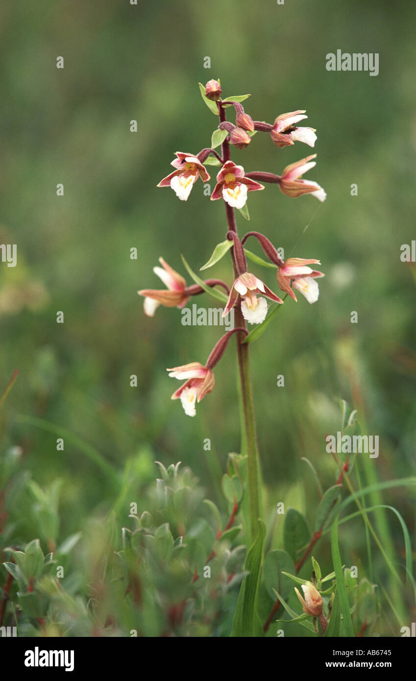 Dune helleborine hi-res stock photography and images - Alamy