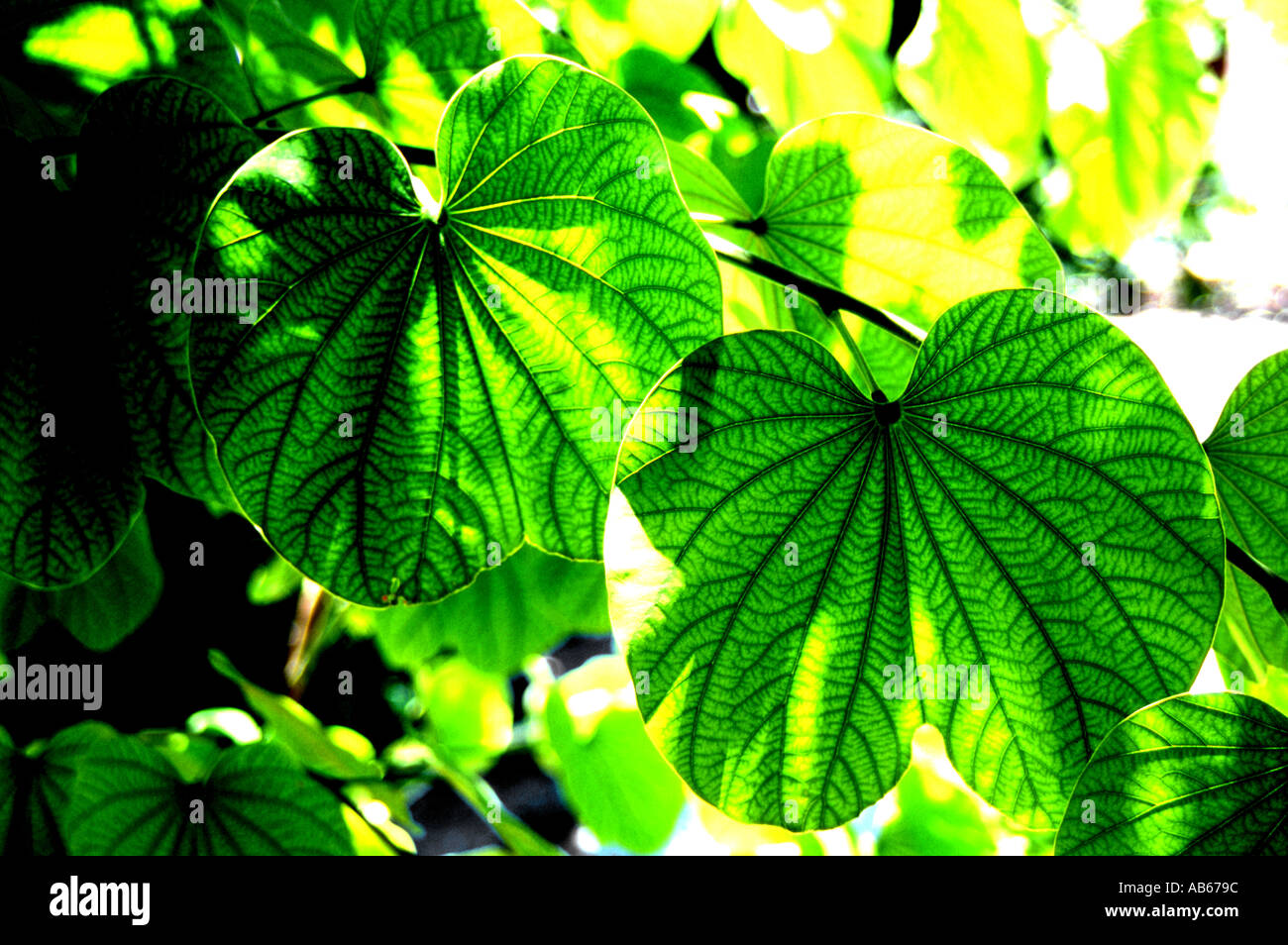 Hong kong orchid tree leaves hi-res stock photography and images - Alamy