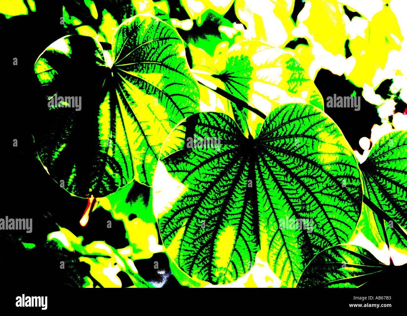 Carob tree leaves Stock Photo - Alamy