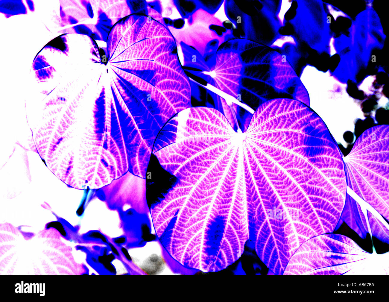 Carob tree leaves Stock Photo - Alamy