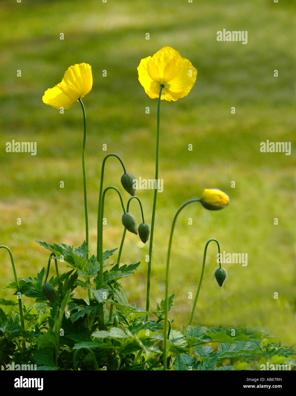 Yellow Welsh poppies, Papaver Stock Photo - Alamy
