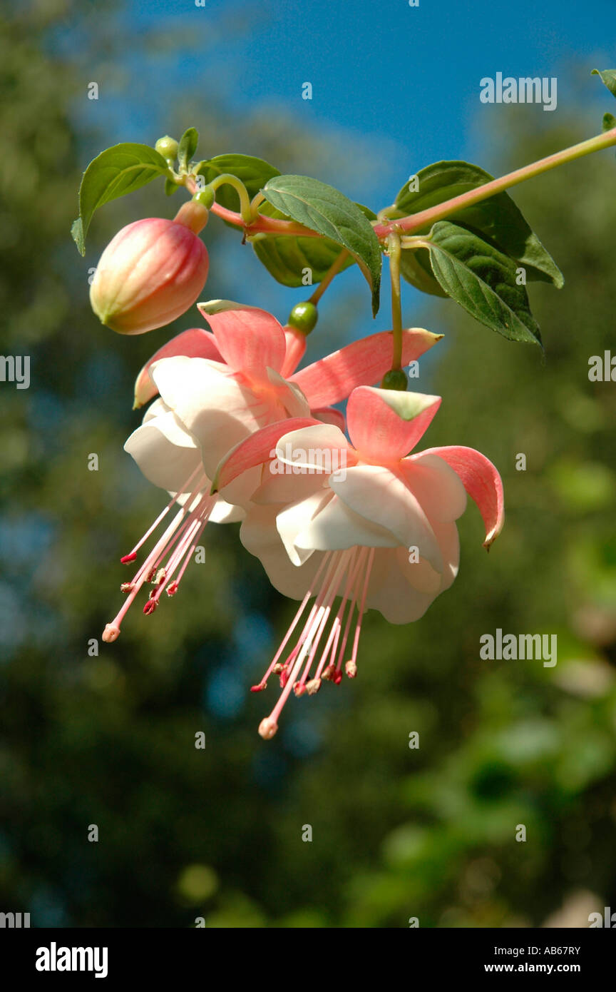 Sophie's Silver Lining Fuschia bobbing in the summer breeze Stock Photo ...
