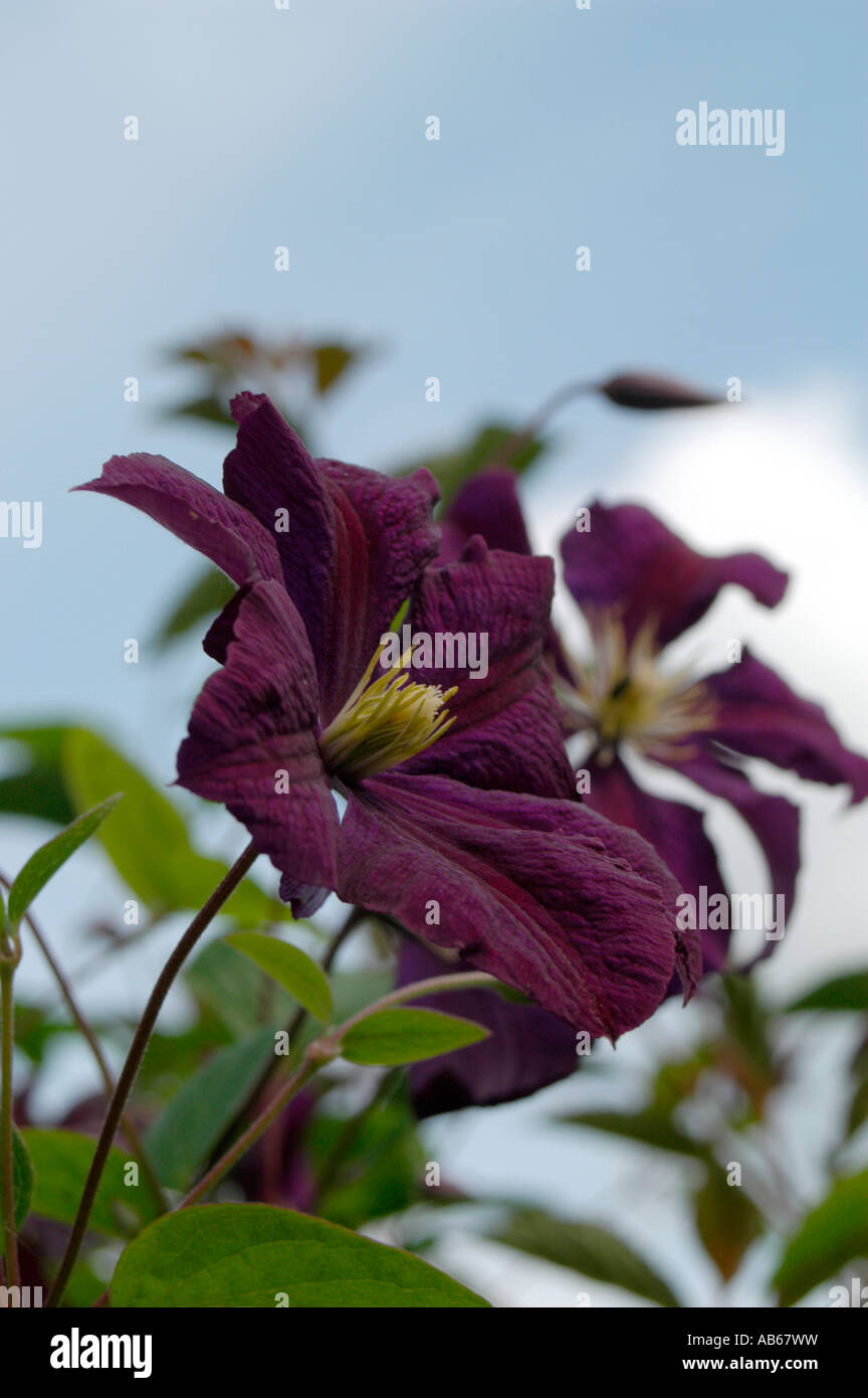 Purple clematis against blue sky Stock Photo - Alamy