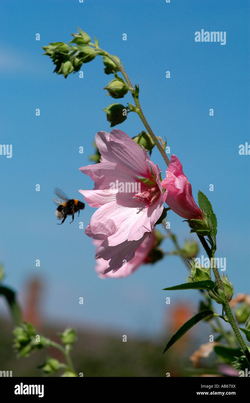Pink flowers waving in wind hi-res stock photography and images - Alamy