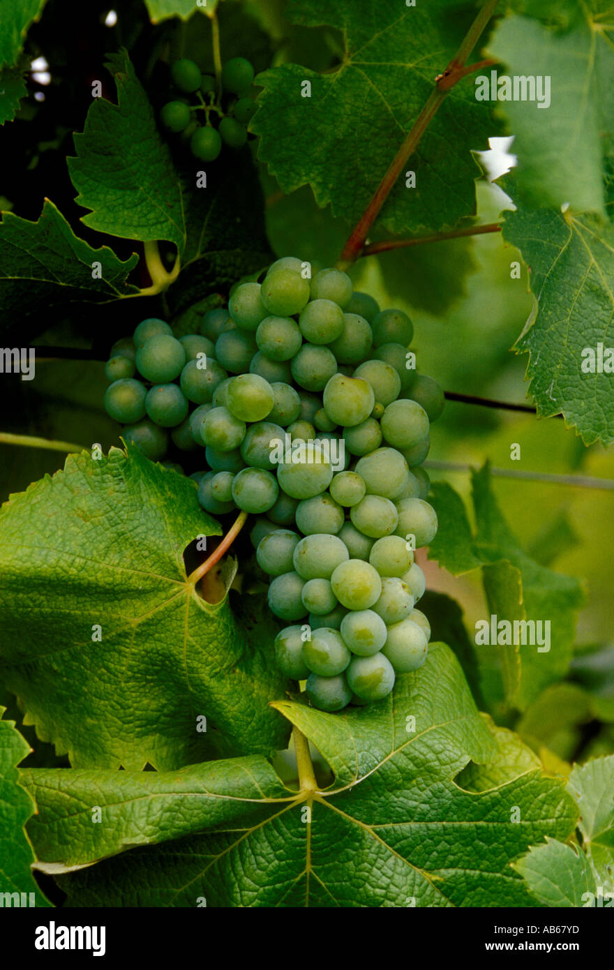 grape vineyard, vineyard, wine grapes, Semillon grapes, Chateau de ...