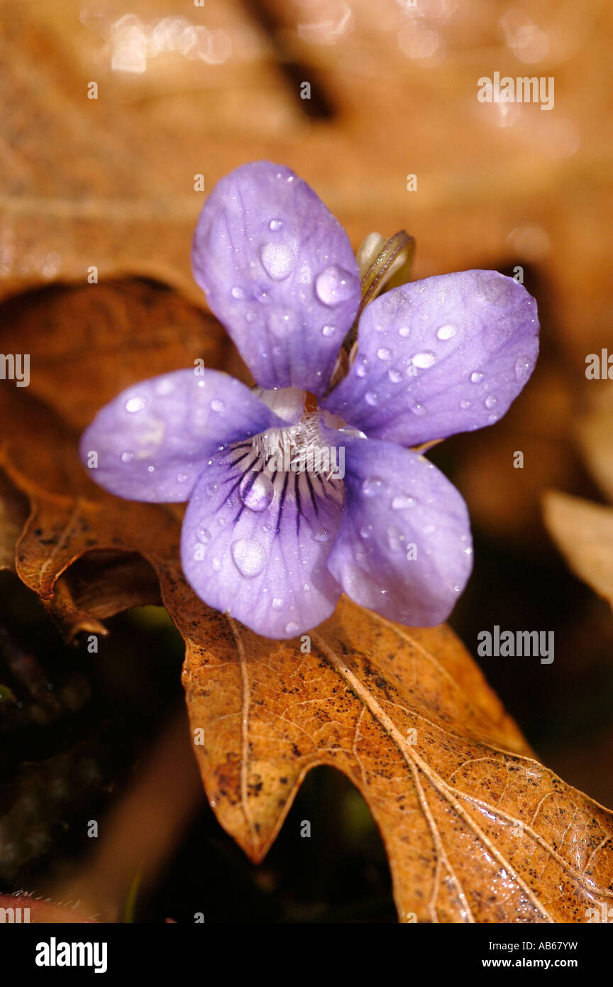 Wild violet in the rain amongst Spanish oak leaves Stock Photo - Alamy