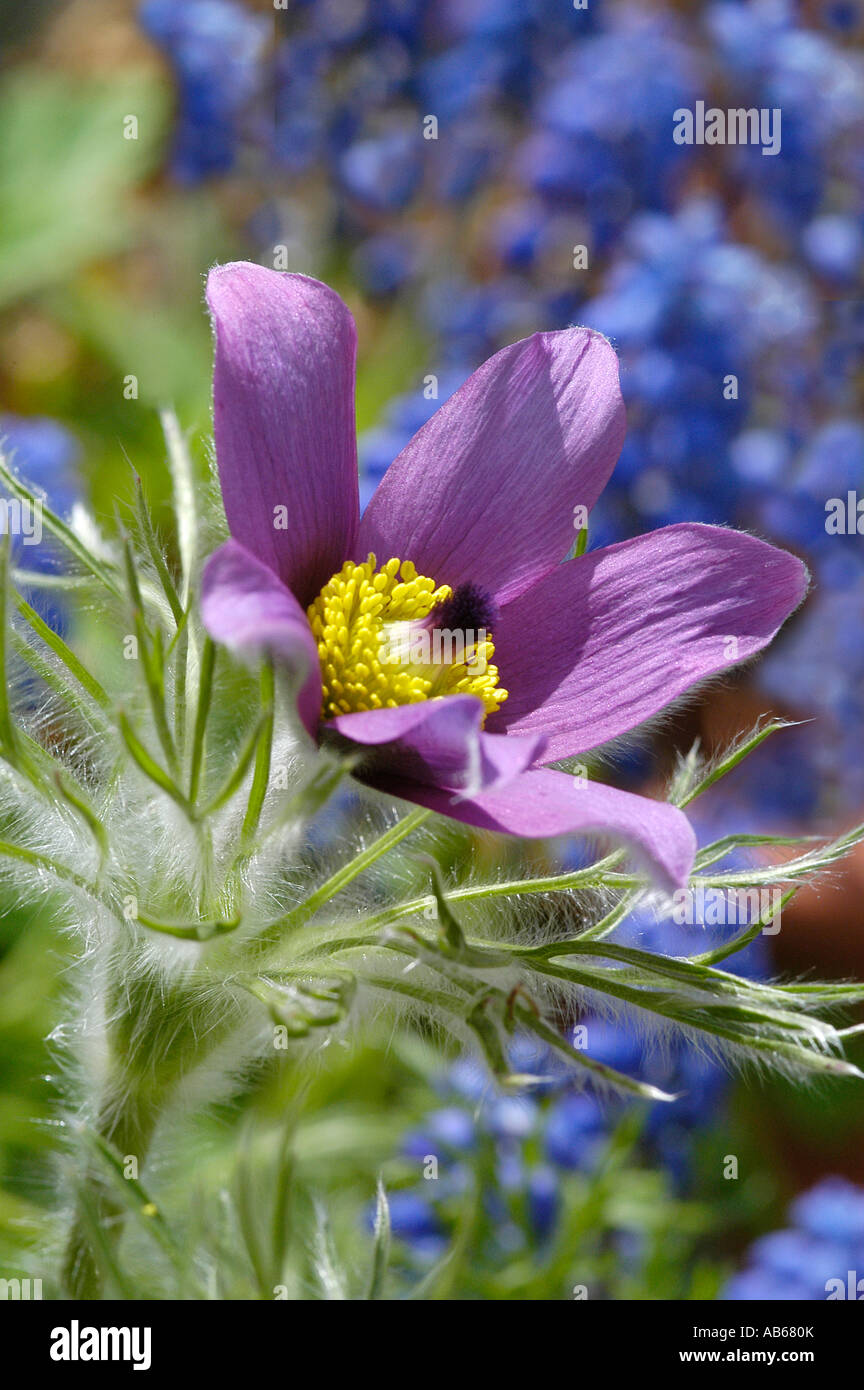 Spring Pasque flower Stock Photo - Alamy