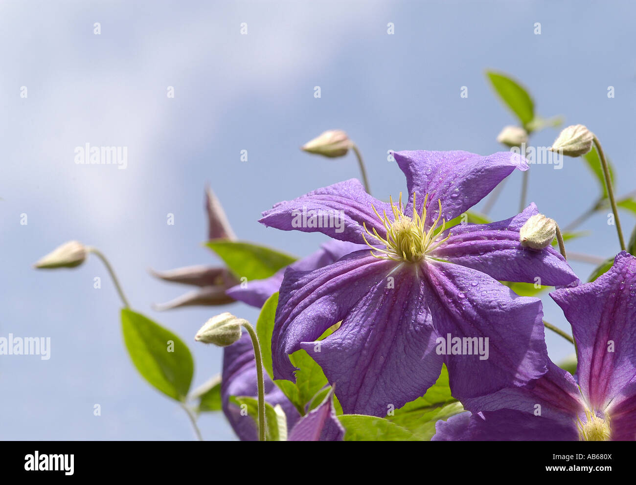 Large lilac clematis flower hi-res stock photography and images - Alamy