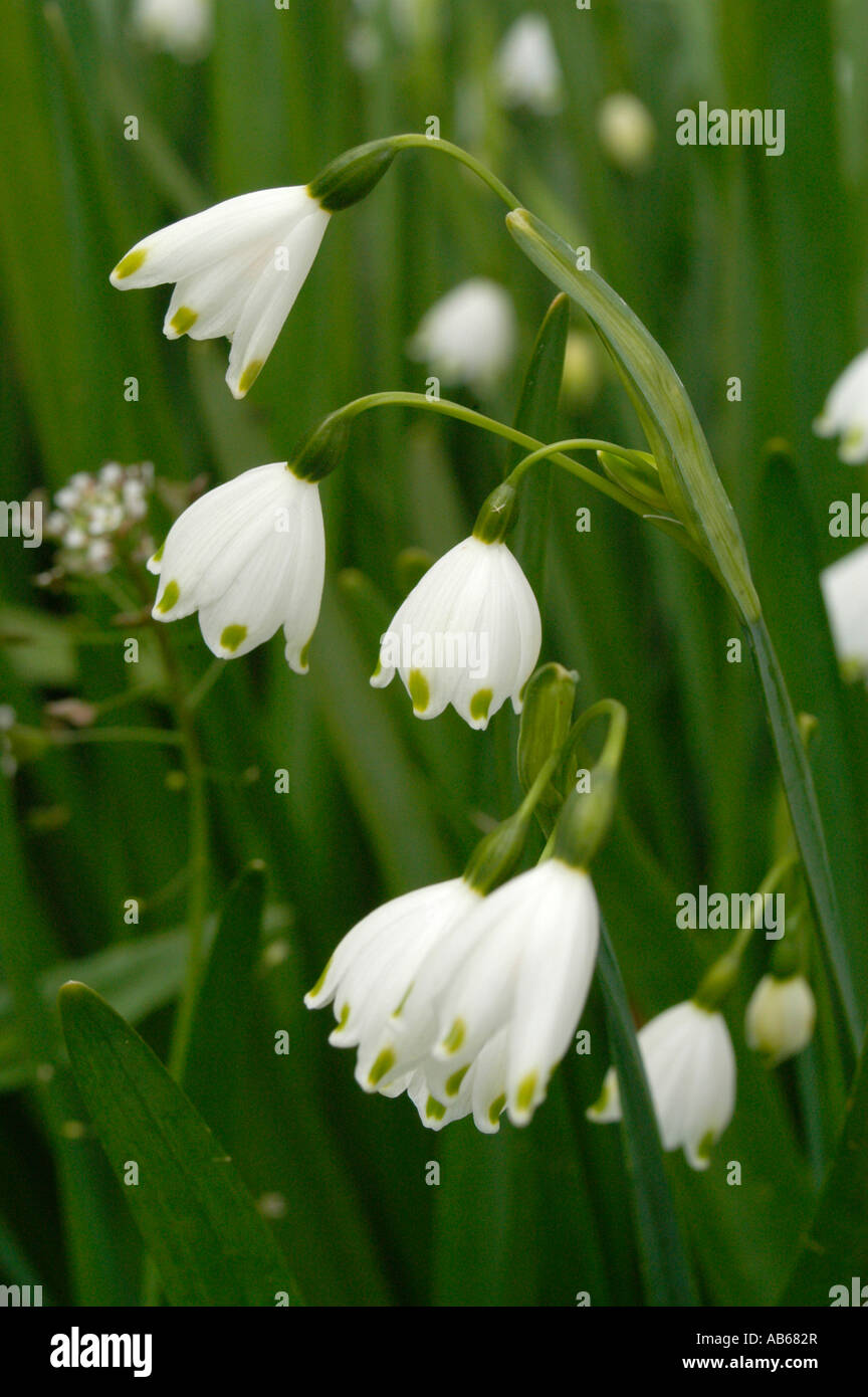 Spring Snowflake Leucojum vernum Stock Photo - Alamy
