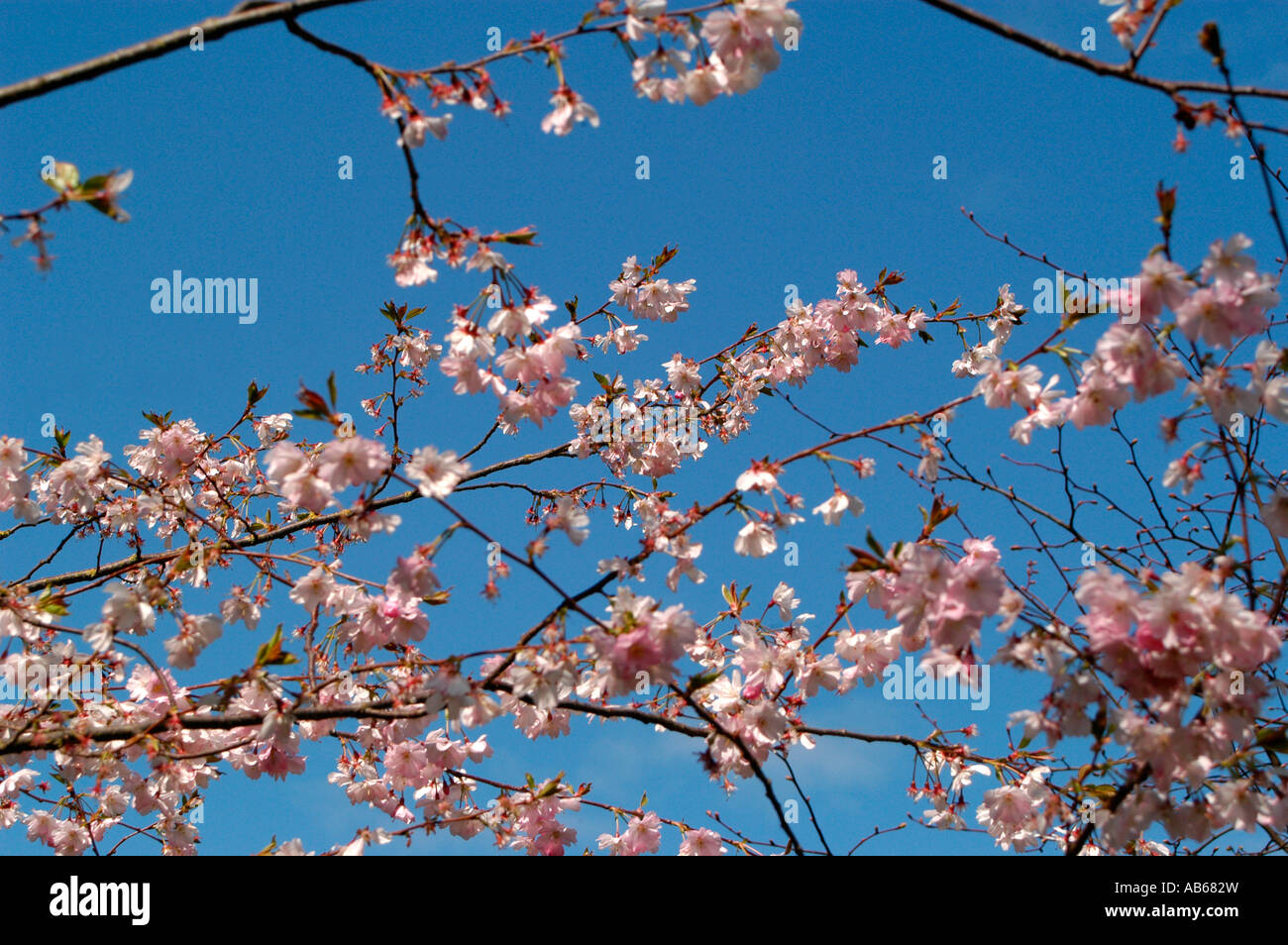Cherry blossom tree with blue sky behind Stock Photo - Alamy