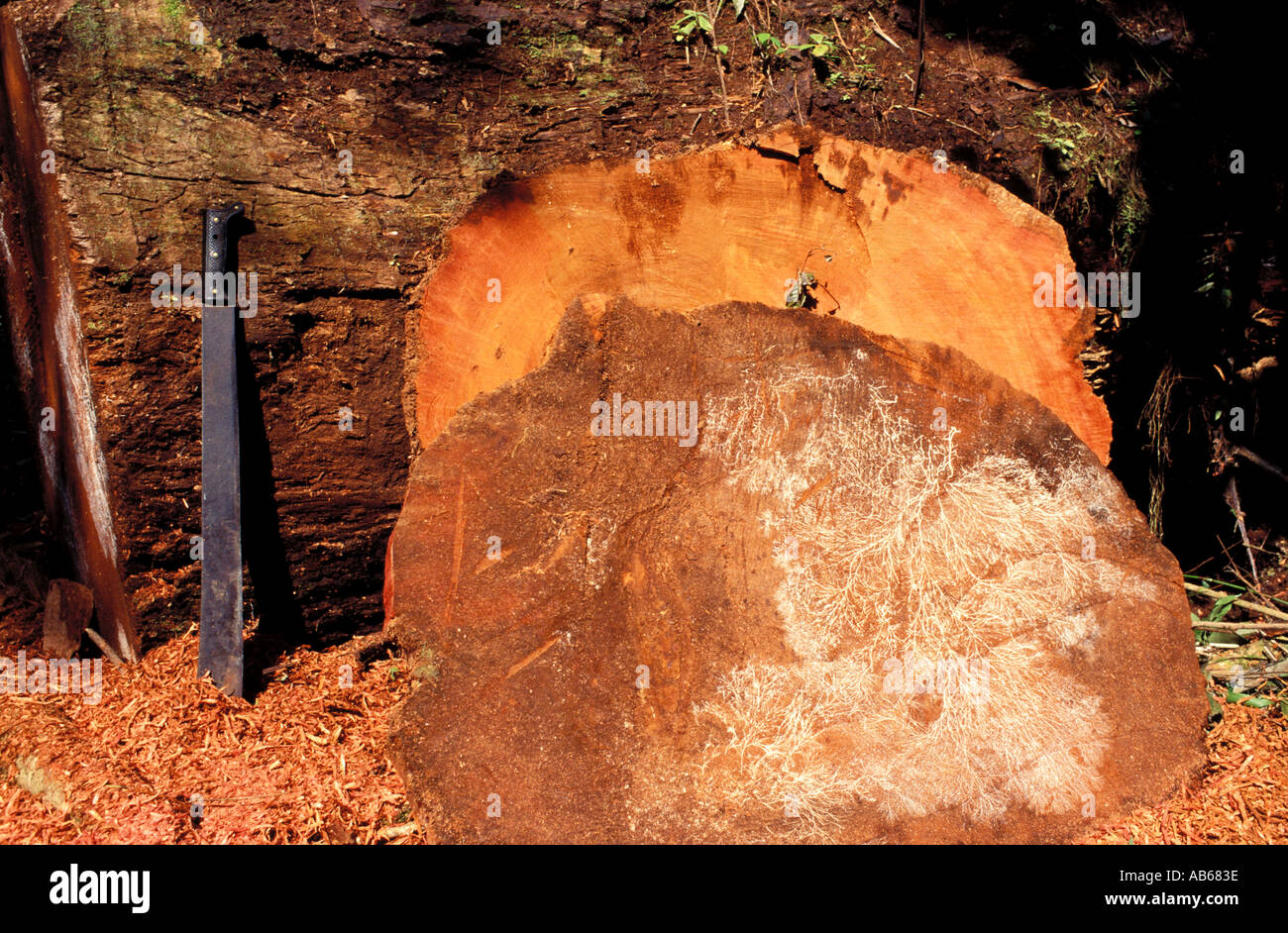 Mahogany logging hi-res stock photography and images - Alamy