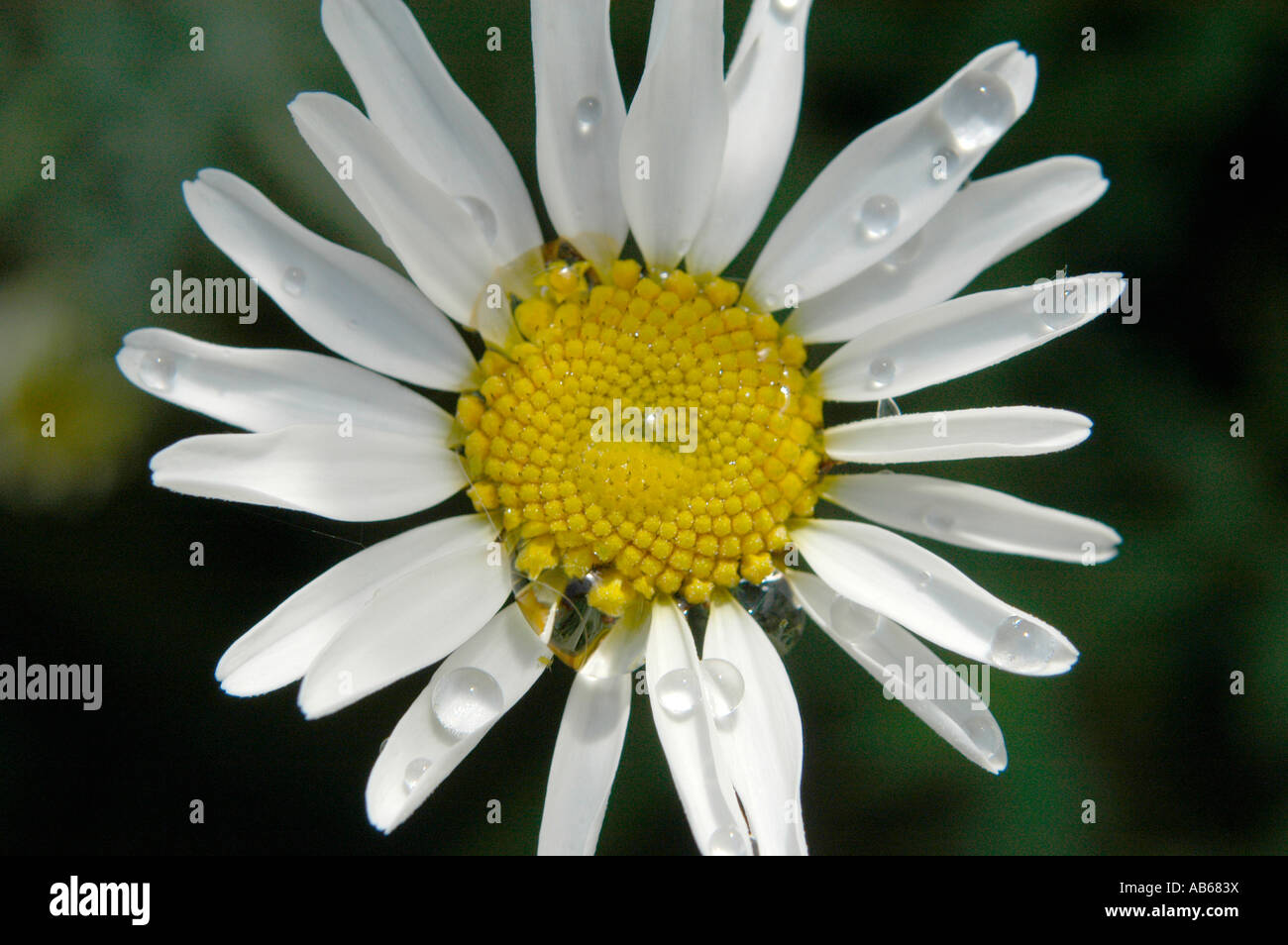 Daisy with rain drops on petals and centre against dark background ...