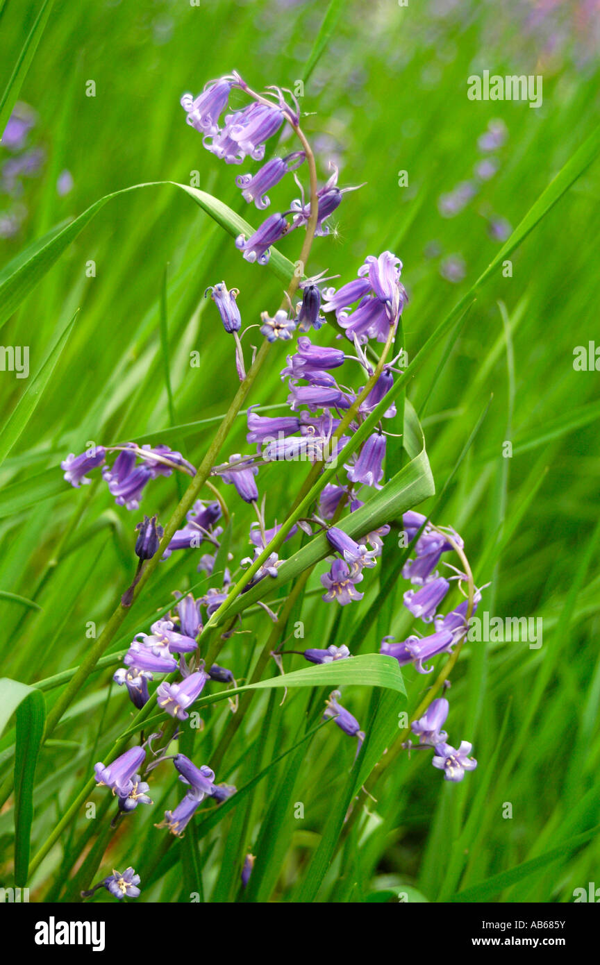 English woodland bluebells against long spring grass Stock Photo - Alamy
