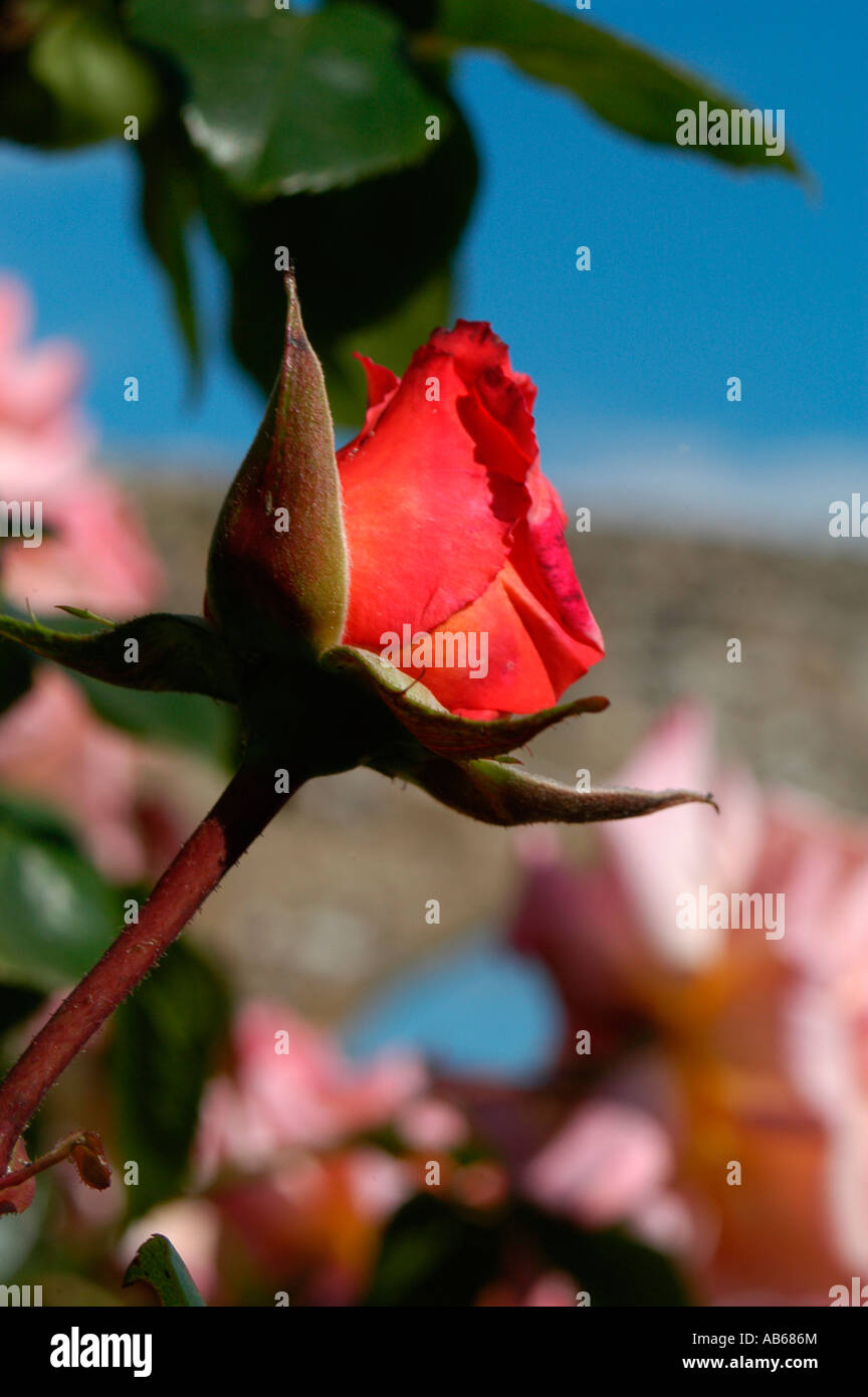 How To Do Budding In Rose Plants