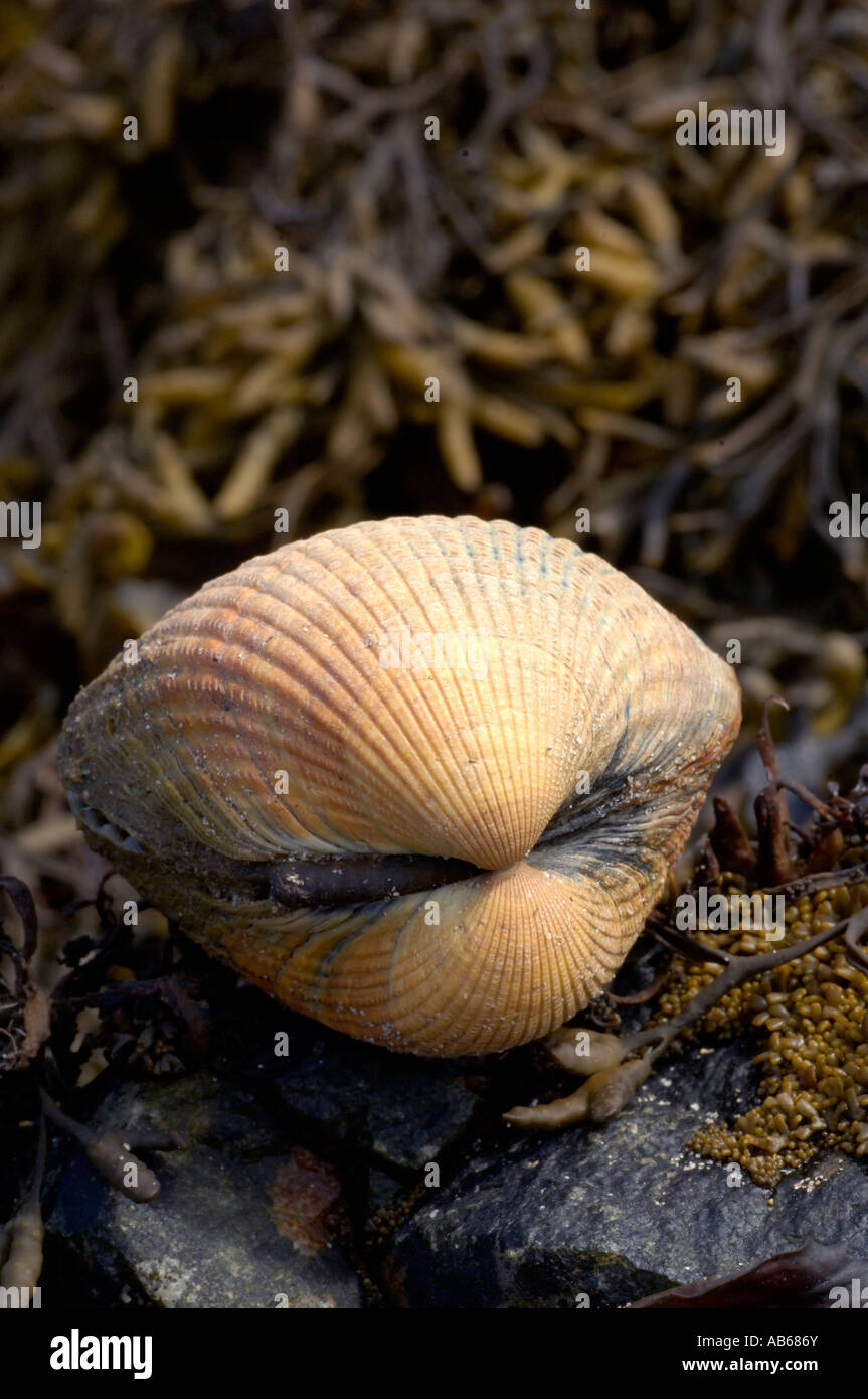 common cockle cerastoderma edule islay scotland Stock Photo - Alamy