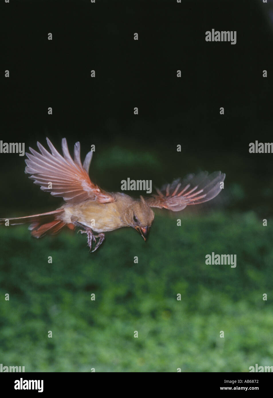 Northern Cardinal Cardinalis cardinalis Cardinals can bee seen in a ...
