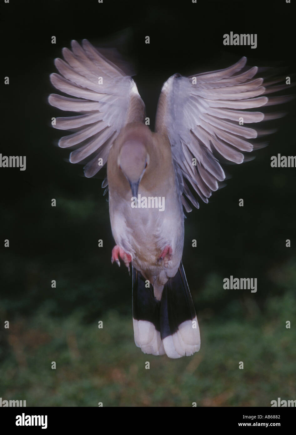 White-winged dove Zenaida asiatica south Texas Game bird in southern US ...