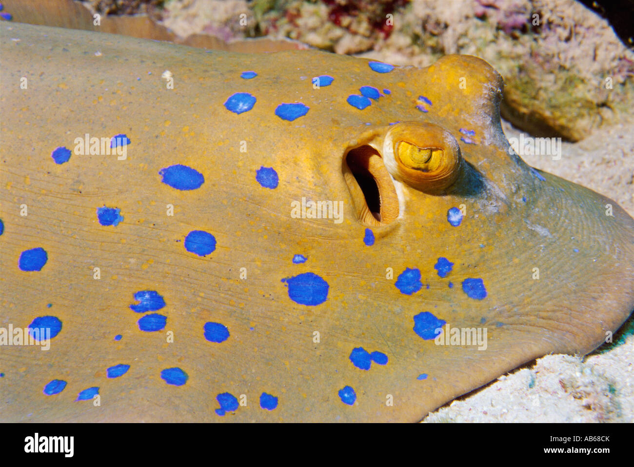 Blue spotted ray hi-res stock photography and images - Alamy