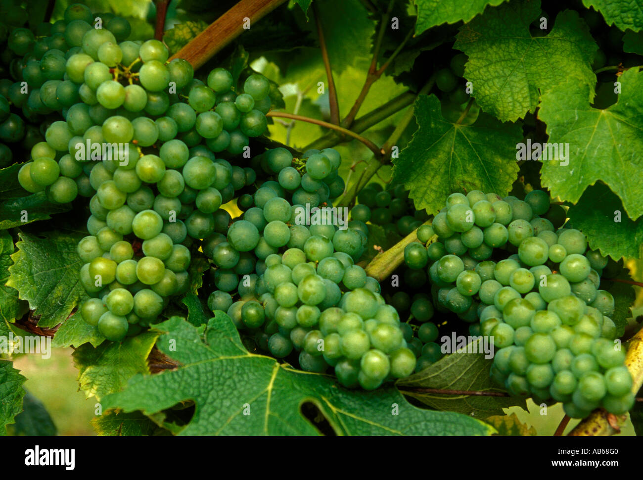 grape vineyard, vineyard, wine grapes, Semillon grapes, Chateau de ...