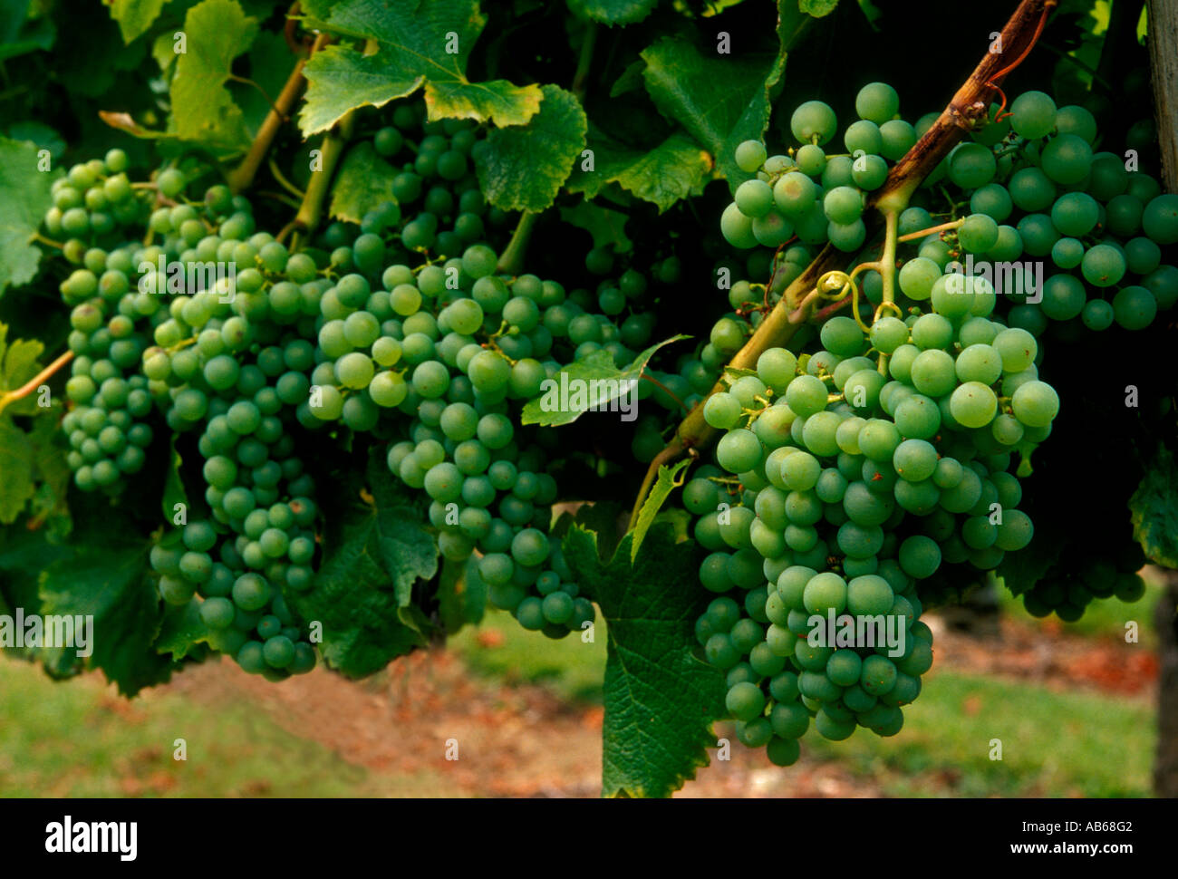 grape vineyard, vineyard, wine grapes, Semillon grapes, Chateau de ...