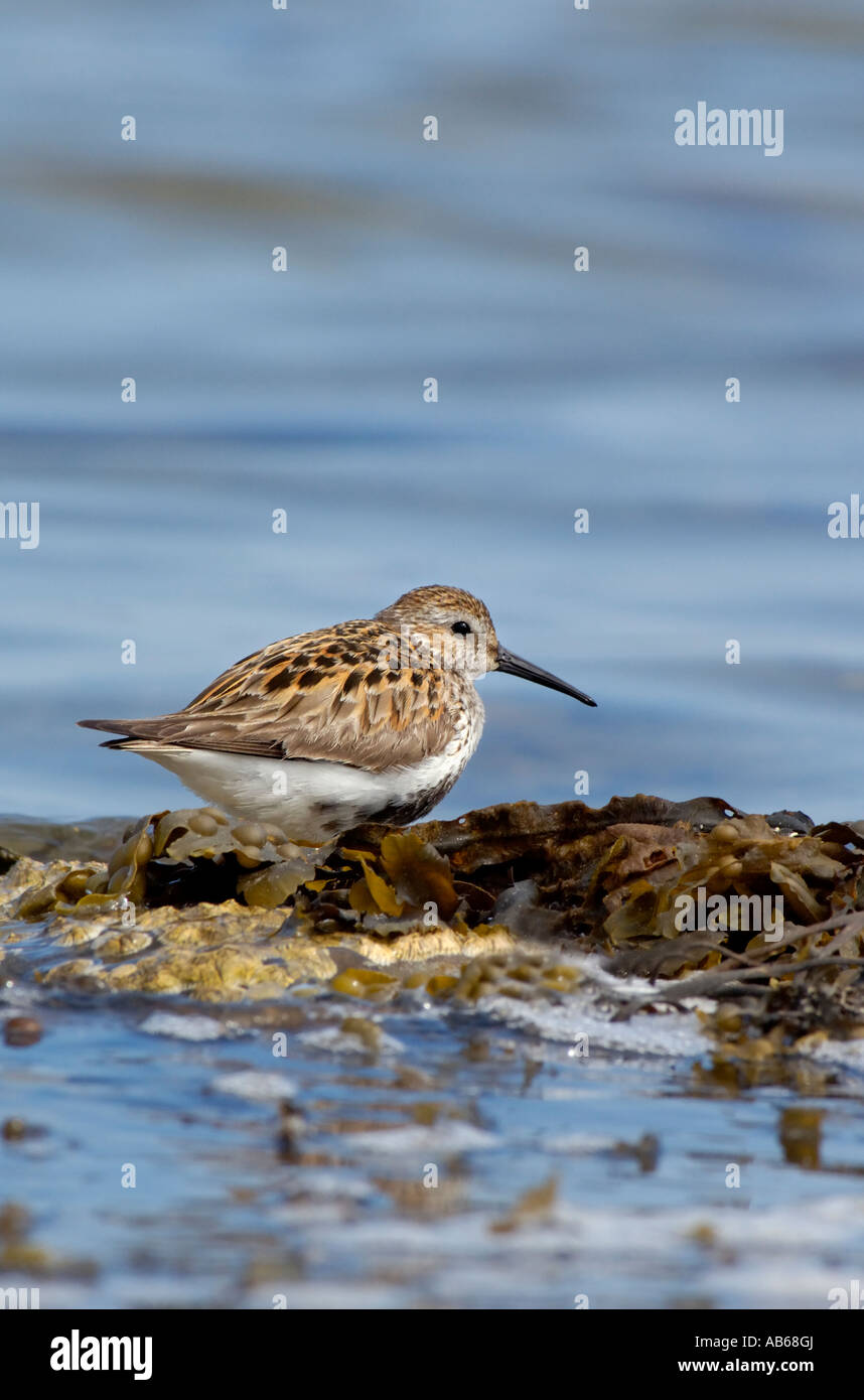 portrait of a dunlin in breeding plumage standing on seaweed covered ...