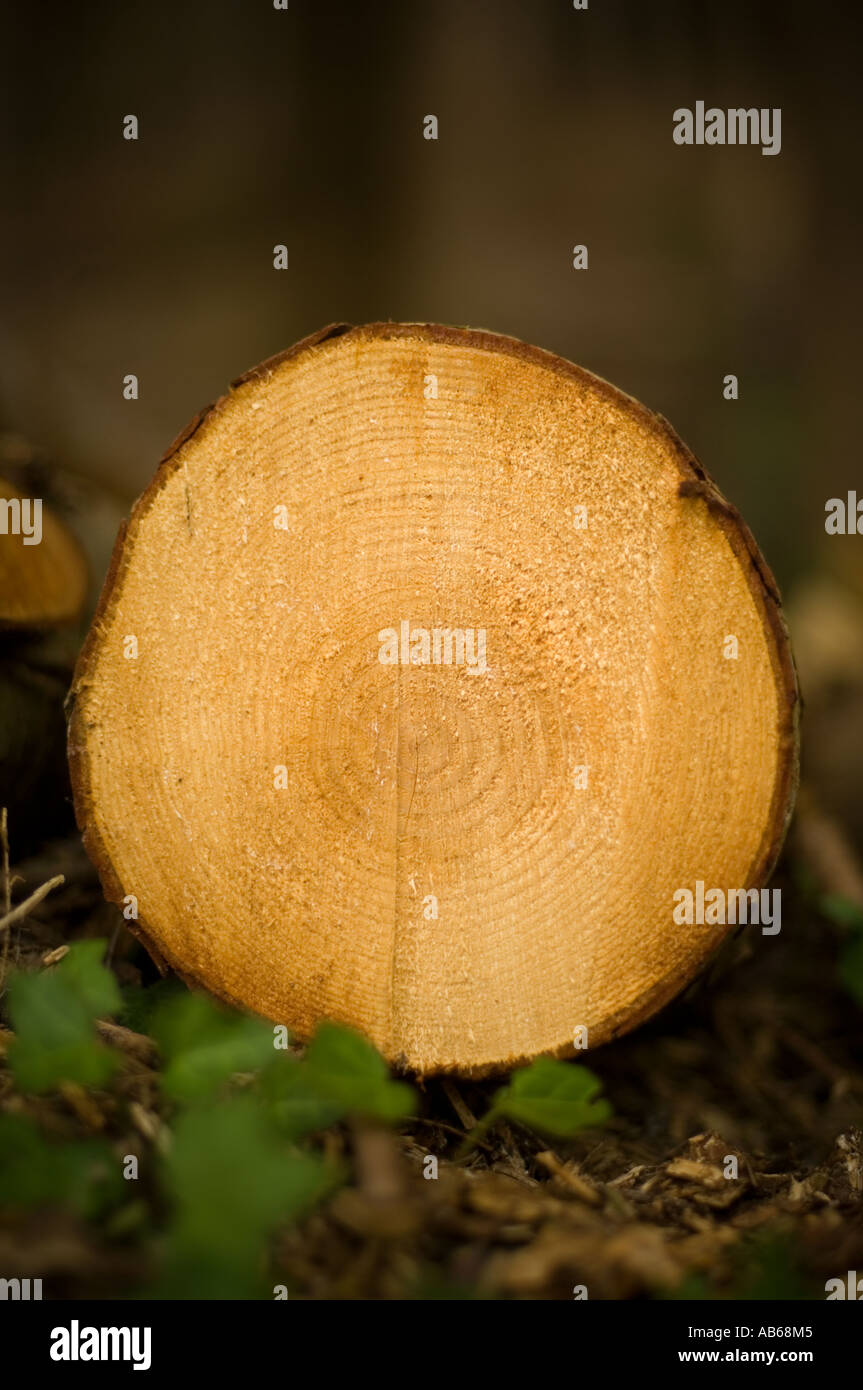 Annual growth rings of a tree hi-res stock photography and images - Alamy