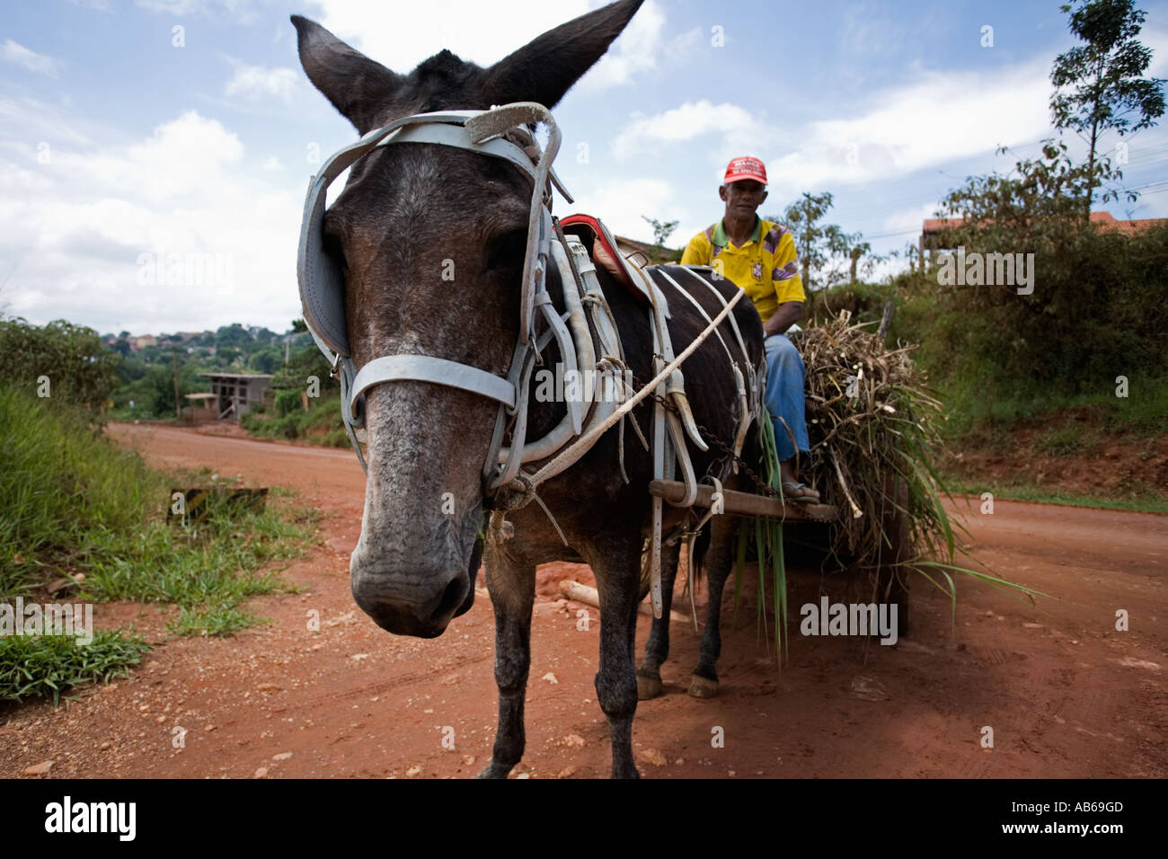 Model Release 306 Man riding on a horse drawn cart with a load of hay ...