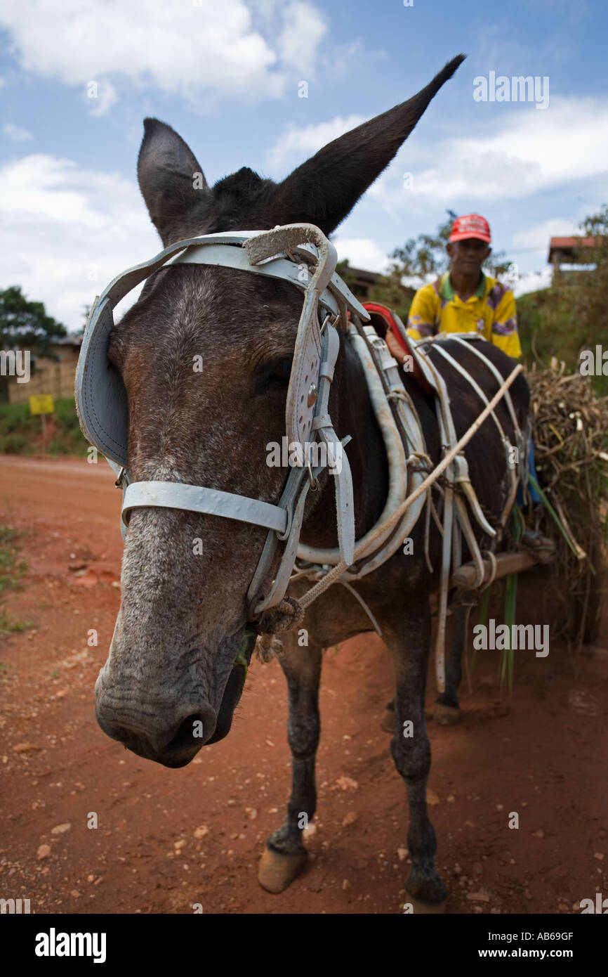 Model Release 306 Man riding on a horse drawn cart with a load of hay ...