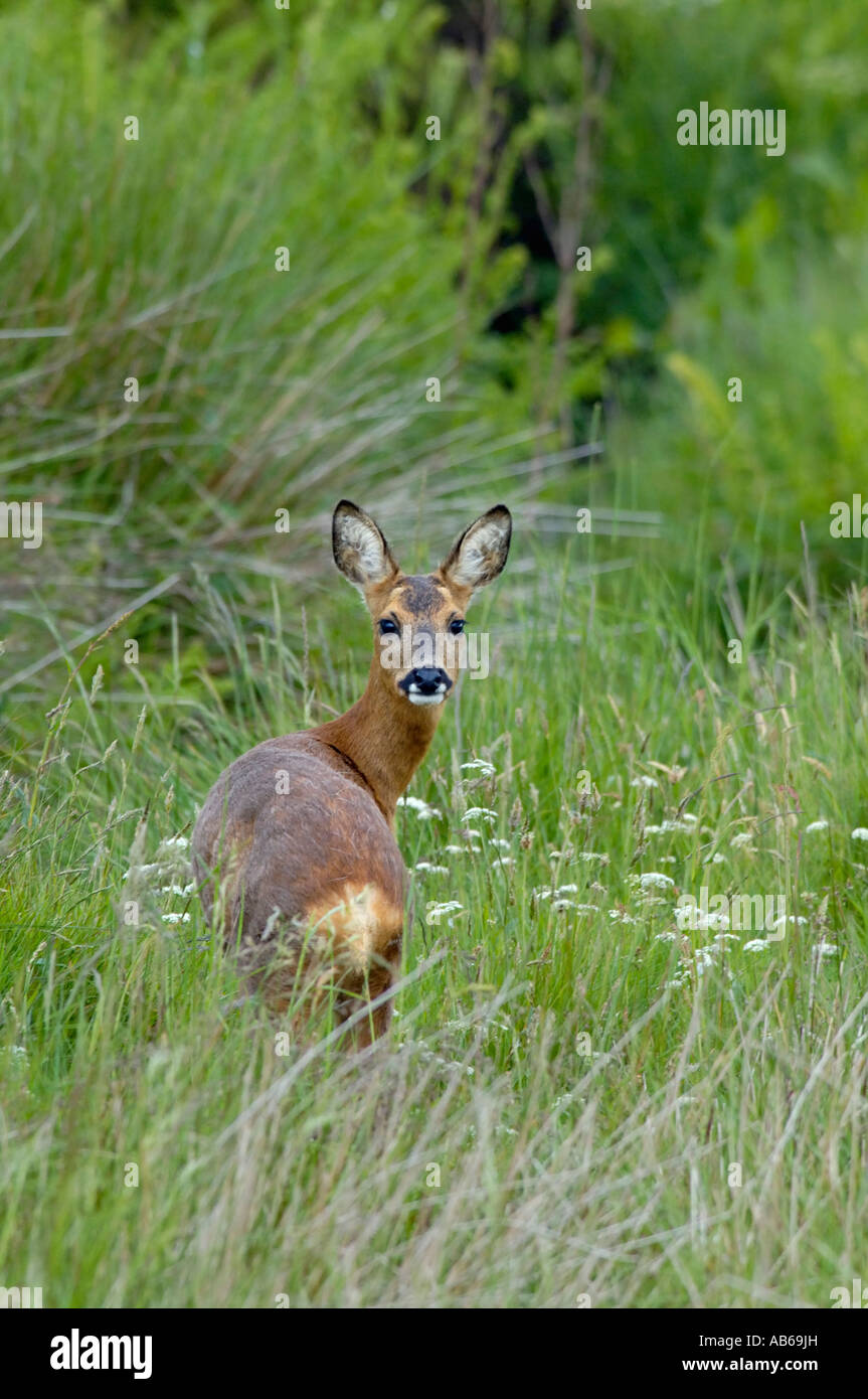 roe deer doe capreolus capreolus on the isle of islay scotland Stock ...