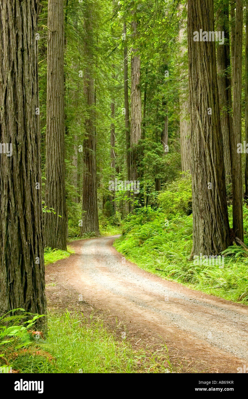 Redwood forest roadway Stock Photo - Alamy