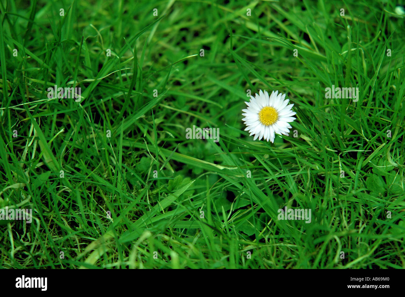 Grass and daisy hi-res stock photography and images - Alamy