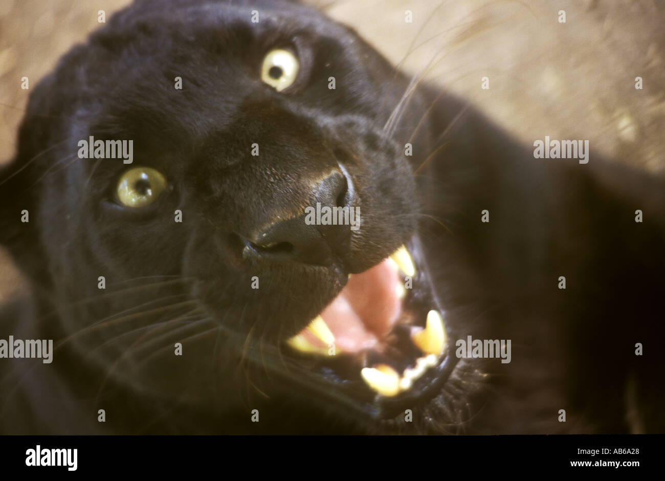 Black Panther Roaring