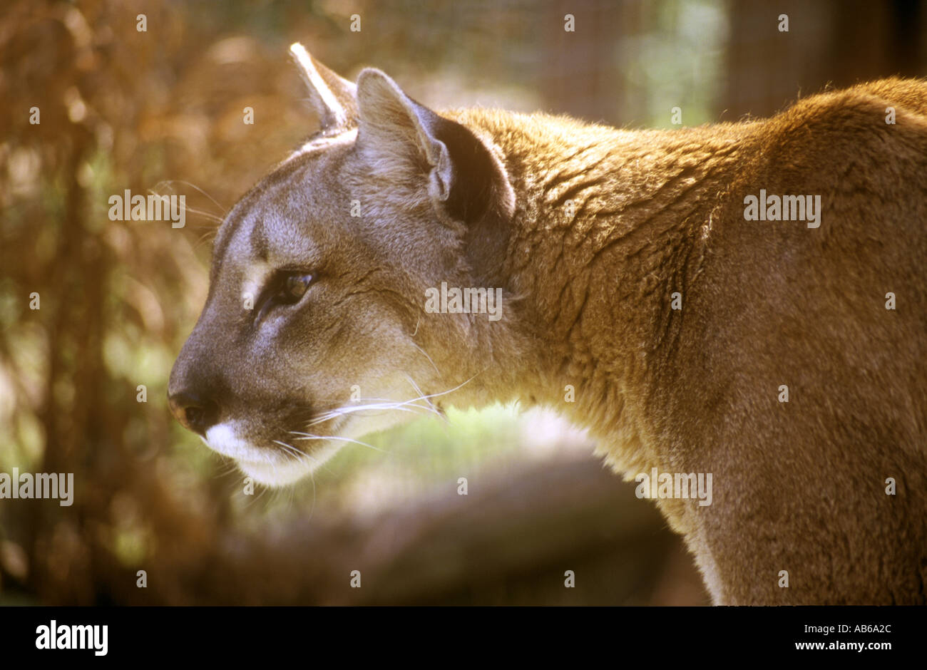 Cougar (Puma concolor) stalking Stock Photo - Alamy