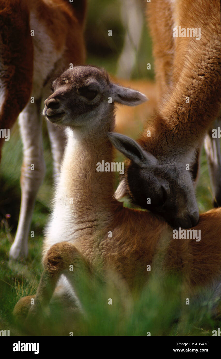 GUANACOS Lama guanicoe babies in TORRES DEL PAINE NATIONAL PARK ...