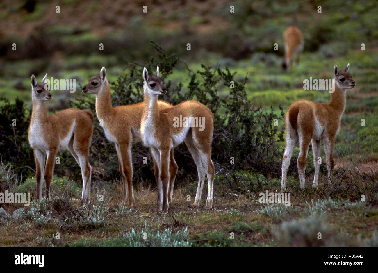 FOUR newborn GUANACOS Lama guanicoe babies in TORRES DEL PAINE NATIONAL ...