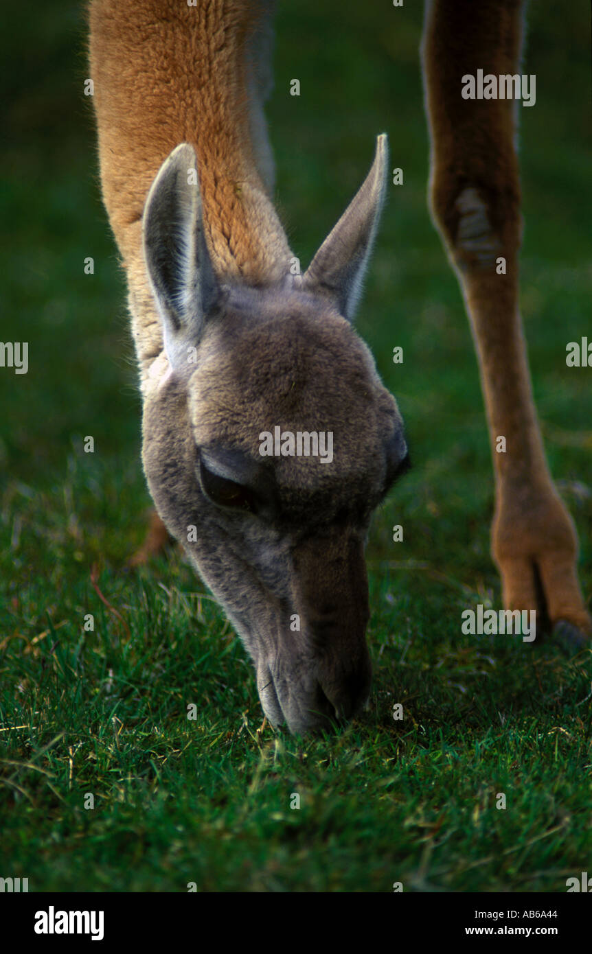 Female GUANACOS Lama guanicoe frazing in TORRES DEL PAINE NP with ANDES ...