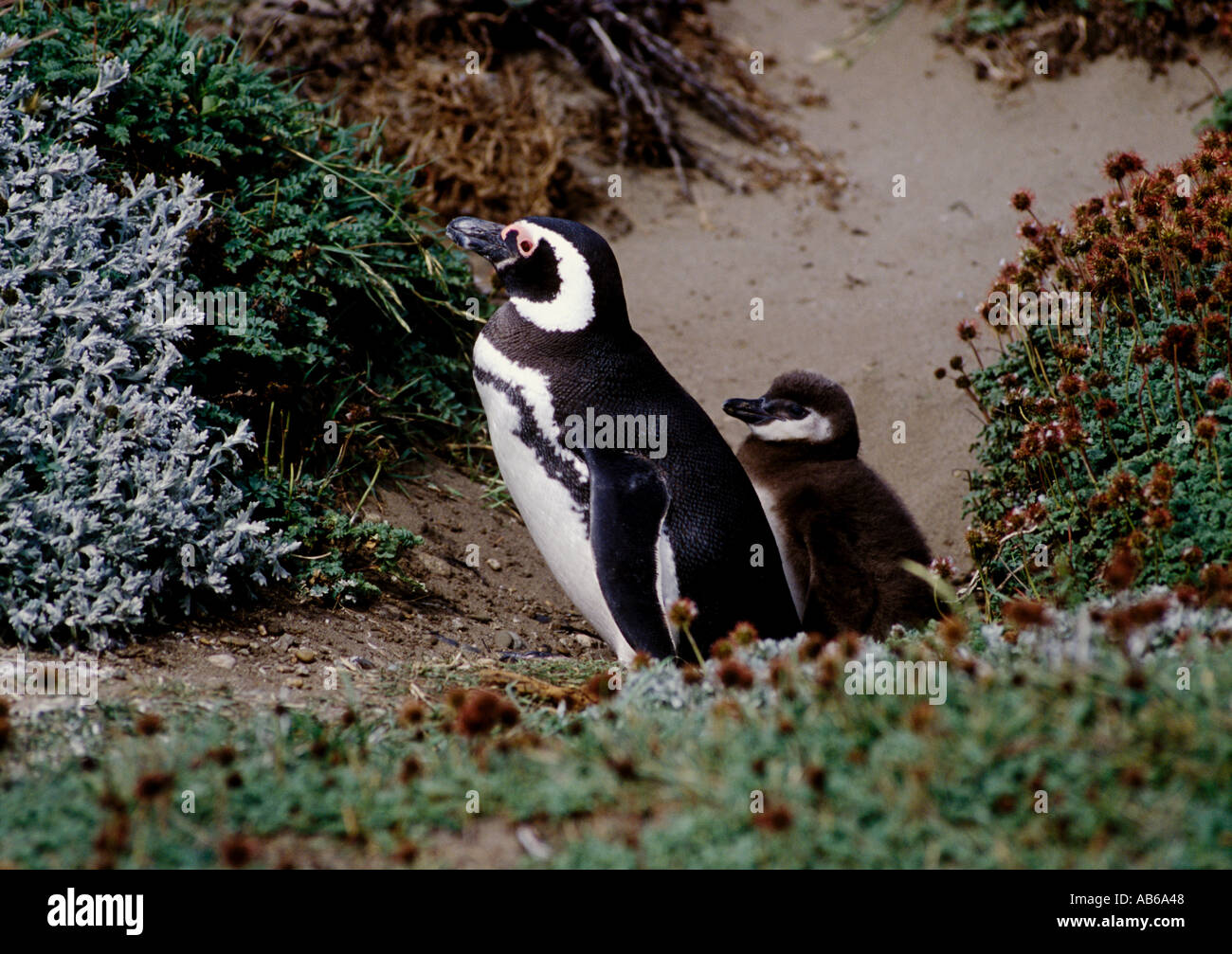 Enguins hi-res stock photography and images - Alamy