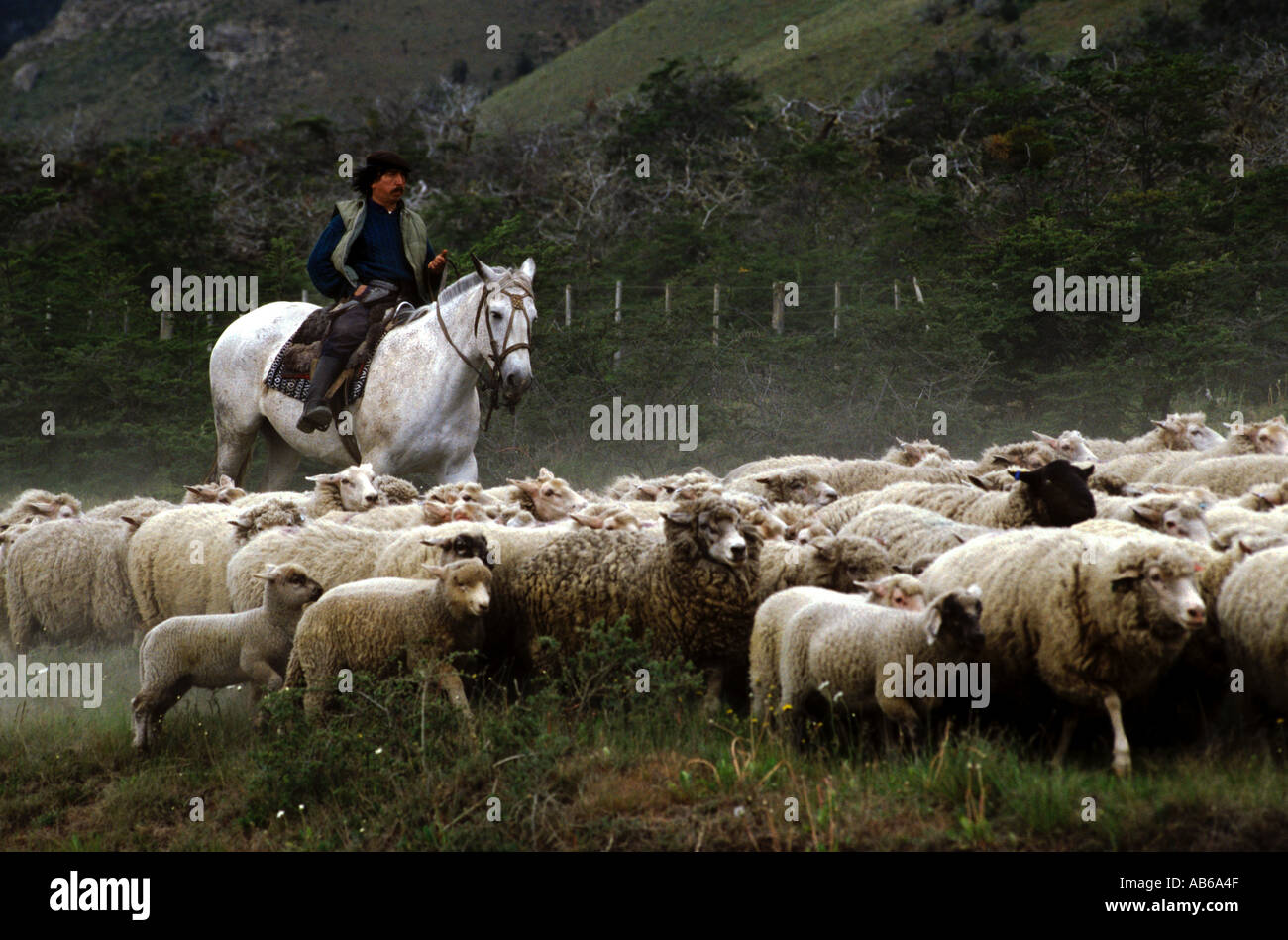 American sheep hi-res stock photography and images - Alamy