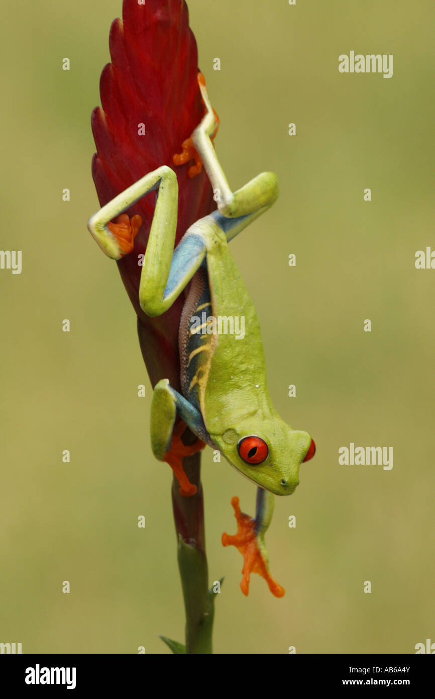 Red Eyed Tree Frog Hanging